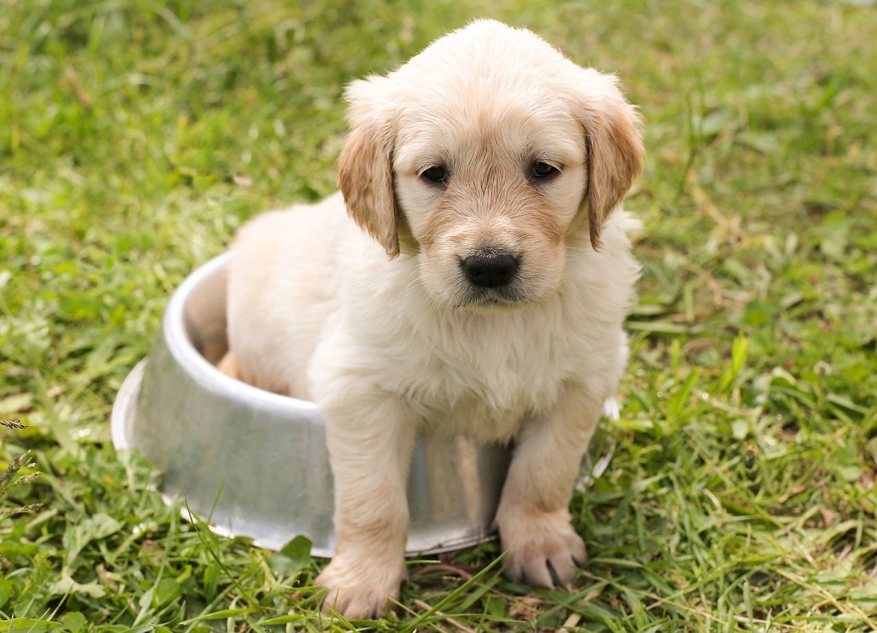 ¿Cómo preparar una dieta BARF para tu perro? - Las mascotas de Noé