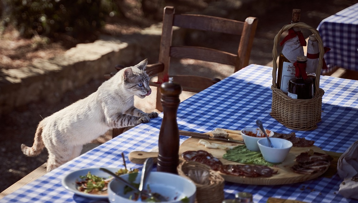 La dieta ideal para un gato sano y feliz - Las mascotas de Noé