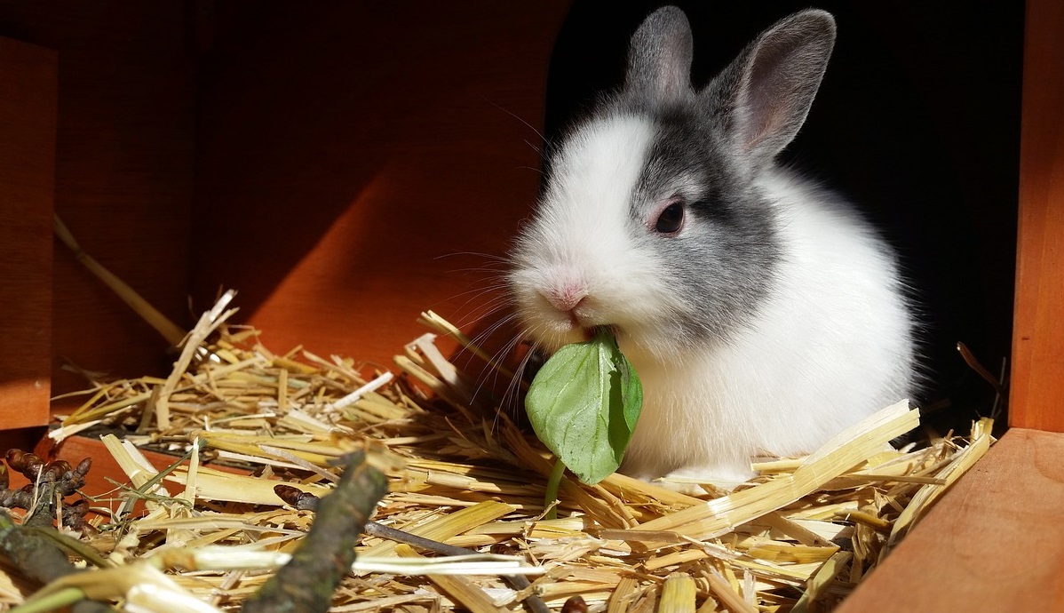 ¿Qué comida casera puede comer un conejo? - Las mascotas de Noé