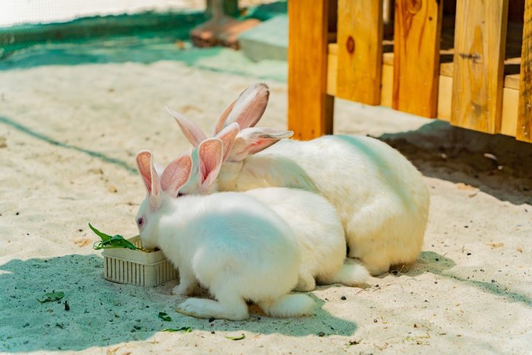 ¿Qué Comen Los Conejos?: Una Guía Completa Para Su Alimentación. – SIHYA