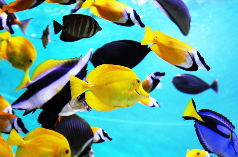 Guía completa sobre peces tropicales: Especies, cuidados y ...