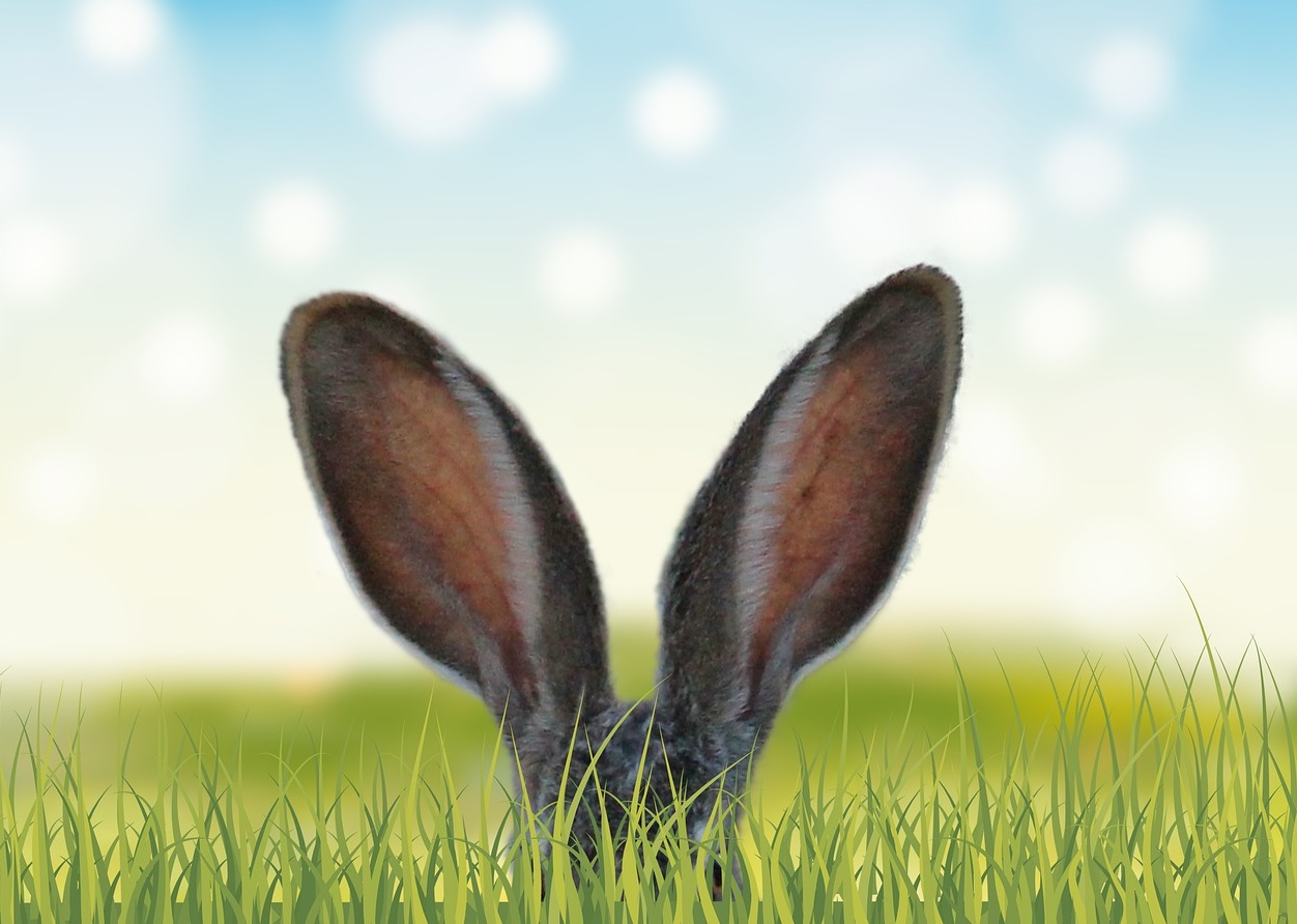 ¿Cómo interpretar los movimientos de las orejas en los conejos? - Las ...