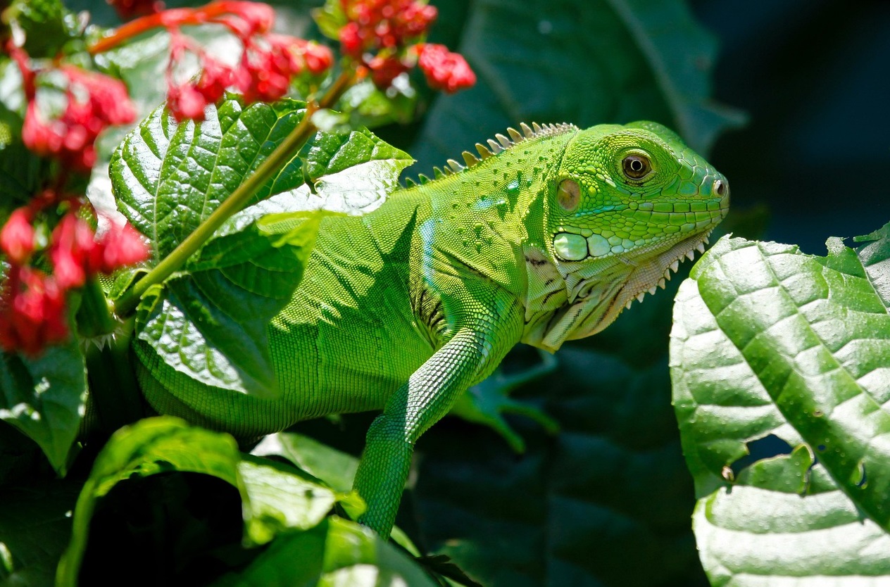 ¿De qué colores puede ser una iguana? - Las mascotas de Noé
